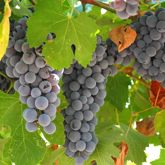 하나투어 샌프란시스코 출발 뮤어우즈 소살리토 나파and소노마 와인투어 영어 가이드 샌프란시스코 근교투어