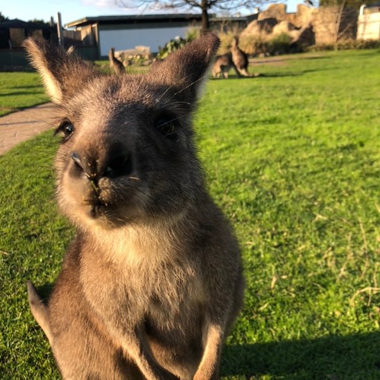 하나투어 멜버른출발 그레이트오션로드필립아일랜드 전문가이드2일 투어 멜버른 랜드마크투어
